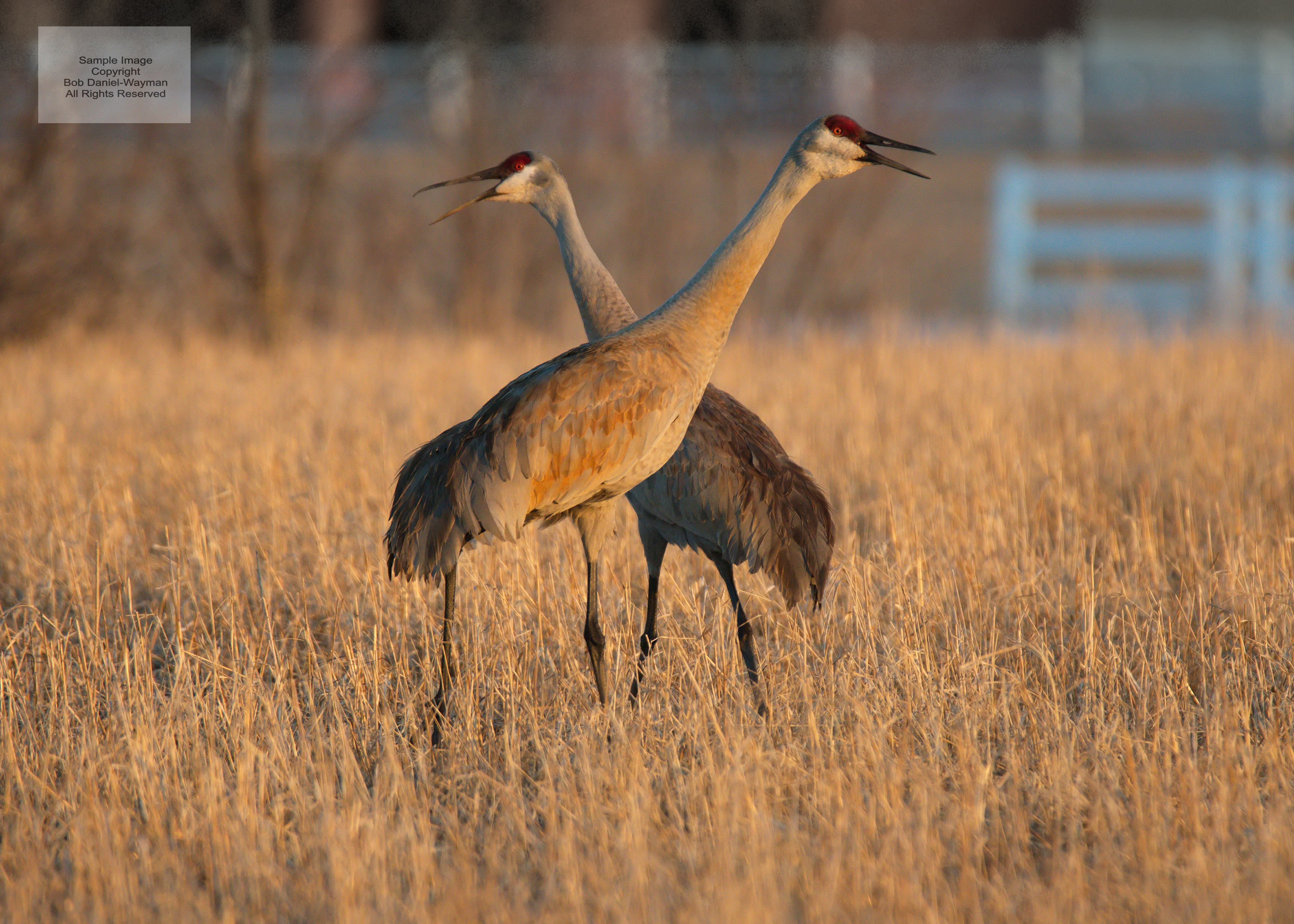 Brown Sandhill Crane